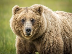 10 Amazing Animals In Montana - Including Some Unusual Ones ...