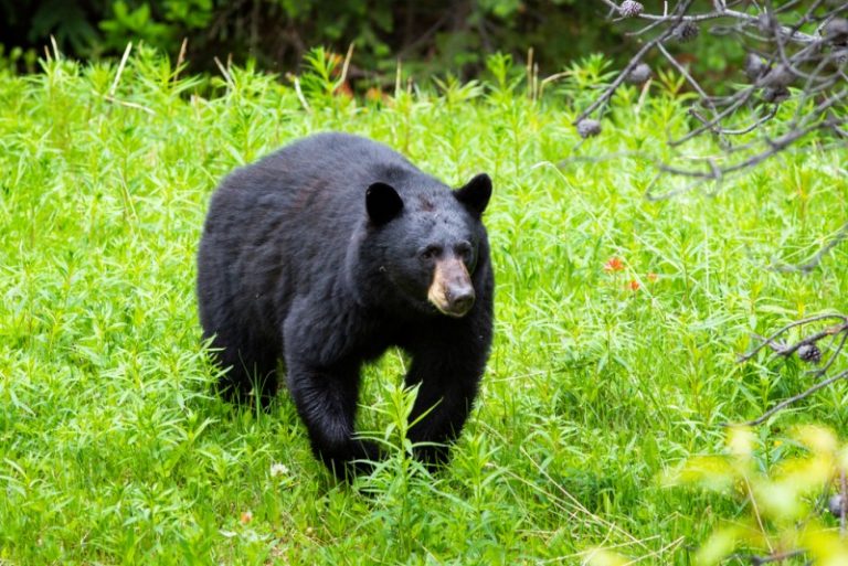 The Best Zoos And Wildlife Parks In Montana - Discovering Montana