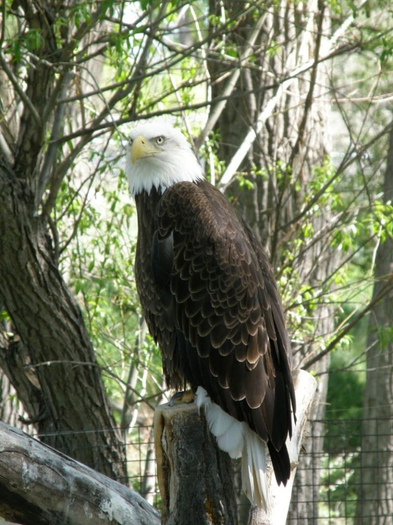 The Best Zoos And Wildlife Parks In Montana - Discovering Montana