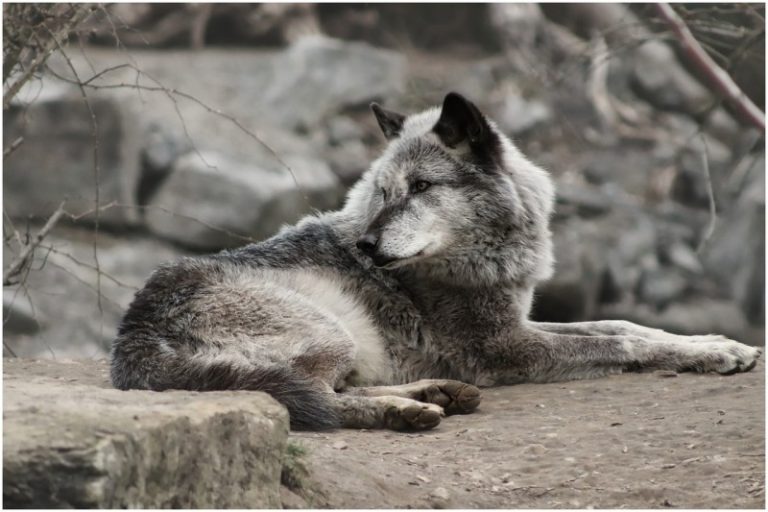 10 Amazing Animals In Montana - Including Some Unusual Ones ...