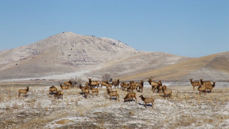 The Best Elk Hunting in Montana - A Guide - Discovering Montana