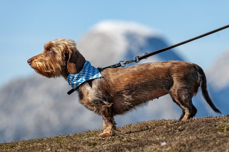 Are Dogs Allowed In Glacier National Park Discovering Montana Are Dogs Allowed In Glacier National Park Discovering Montana