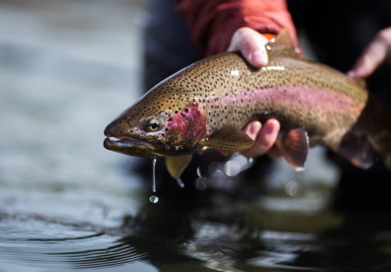 The 8 Best Small Trout Streams in Montana - Discovering Montana