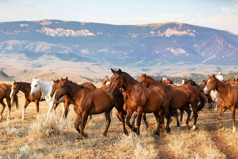 Best Places to See Wild Horses in Montana - Discovering Montana