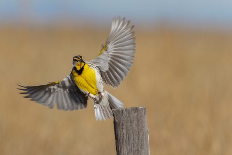 What Is The State Bird of Montana? - Discovering Montana