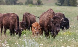 Bison Range, Montana - Discovering Montana
