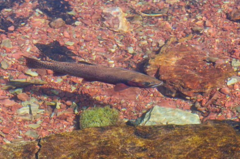 What is the Montana State Fish? - Discovering Montana