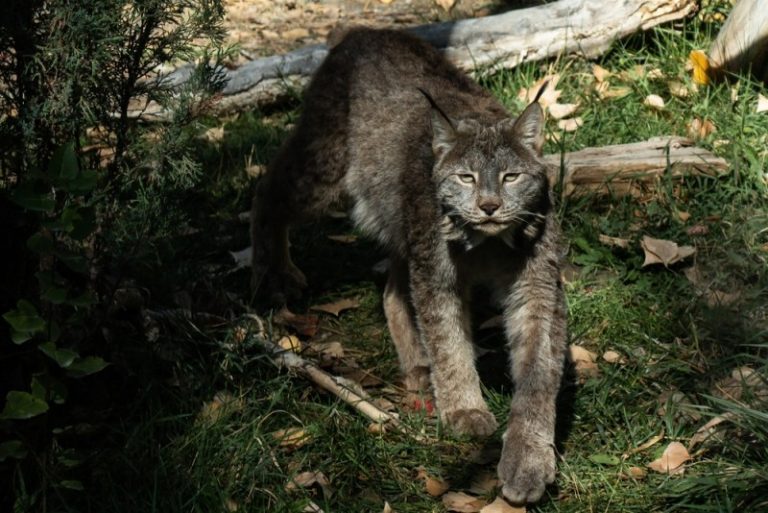 ZooMontana, Billings, Montana - Discovering Montana