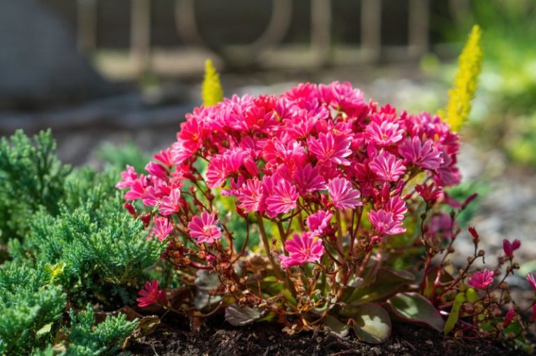 What is the Montana State Flower? - Discovering Montana