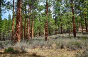 What is the Montana State Tree? - Discovering Montana