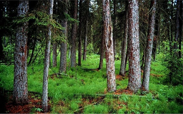Salish Mountains, Montana - Discovering Montana
