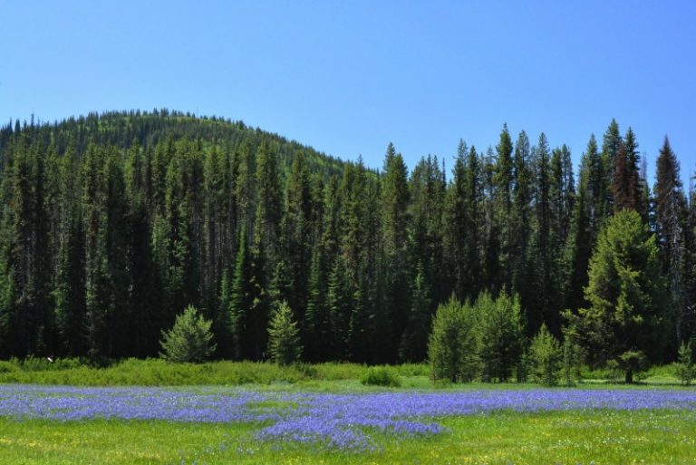 7 Best Things to Do in Polson, MT - Discovering Montana