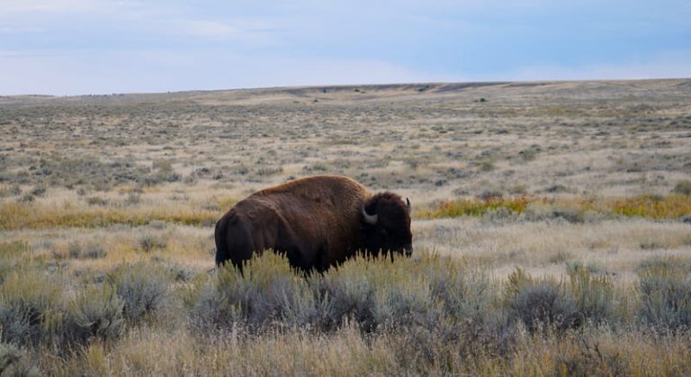 The American Prairie, Montana - Discovering Montana