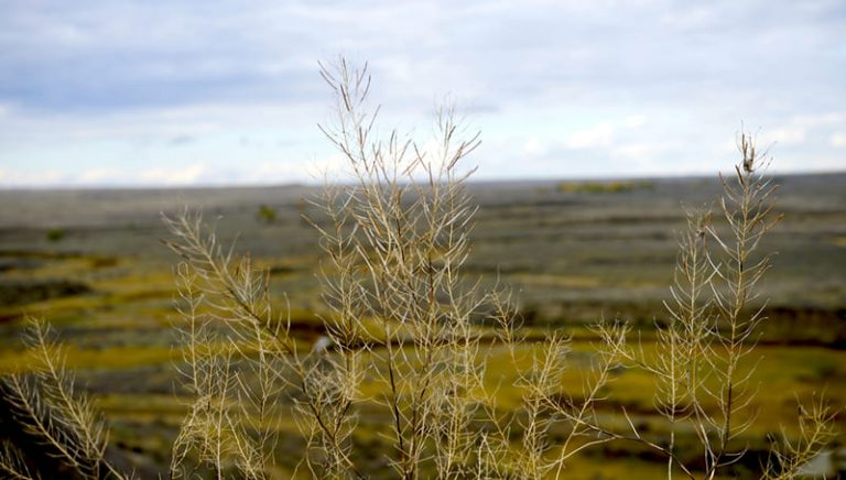 The American Prairie, Montana - Discovering Montana
