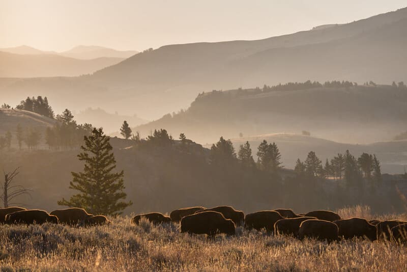 Lamar Valley, Montana - Discovering Montana