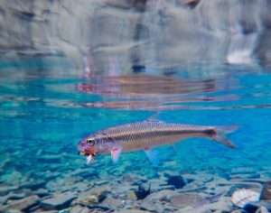 10 Unique Species of Fish in Montana - Discovering Montana