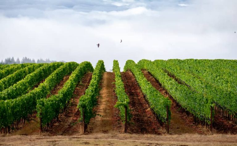 Guide to the 5 Best Wineries in Montana You Need to Visit - Discovering ...