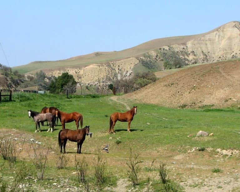 The 7 Best Sleigh Rides in Montana - Discovering Montana