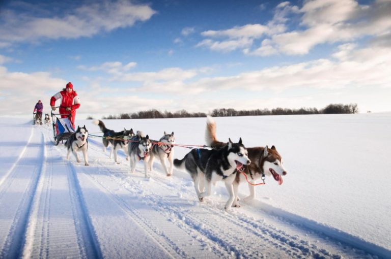 The 6 Best Places for Dog Sledding in Montana - Discovering Montana