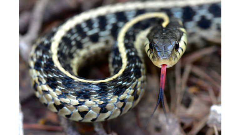 Montana's Snakes: Venomous & Non-Venomous Species - Discovering Montana