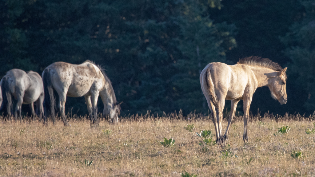 Best Places to See Wild Horses in Montana - Discovering Montana