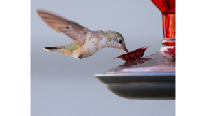 Montana's Hummingbirds: Types, Where to Find & Tips - Discovering Montana
