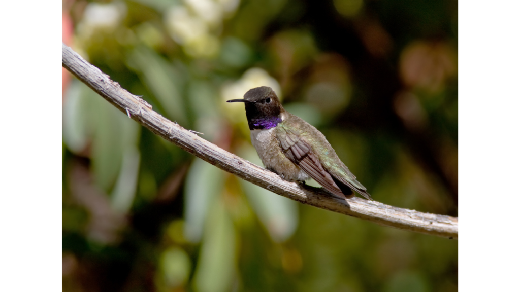 Montana's Hummingbirds: Types, Where to Find & Tips - Discovering Montana