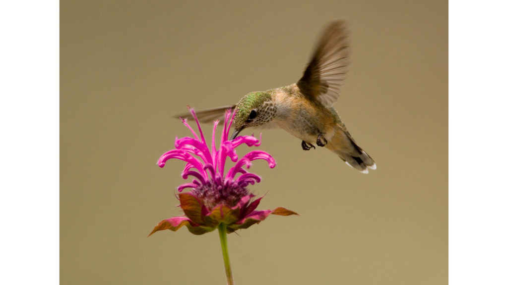 Montana's Hummingbirds: Types, Where to Find & Tips - Discovering Montana