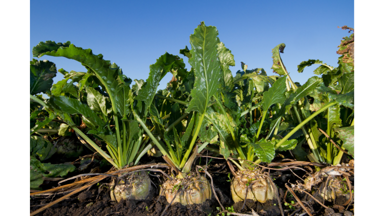 What Crops Are Grown in Montana? - Discovering Montana