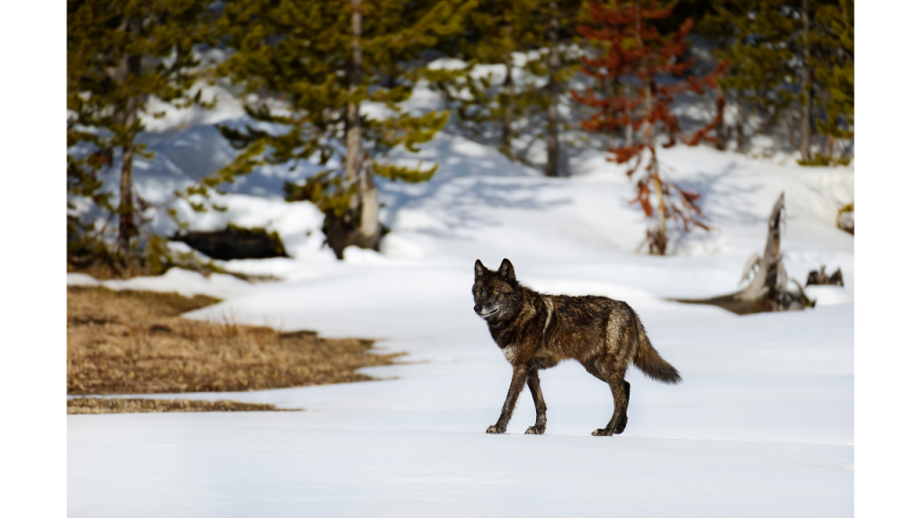 Best Places to See Wolves in Montana - Discovering Montana